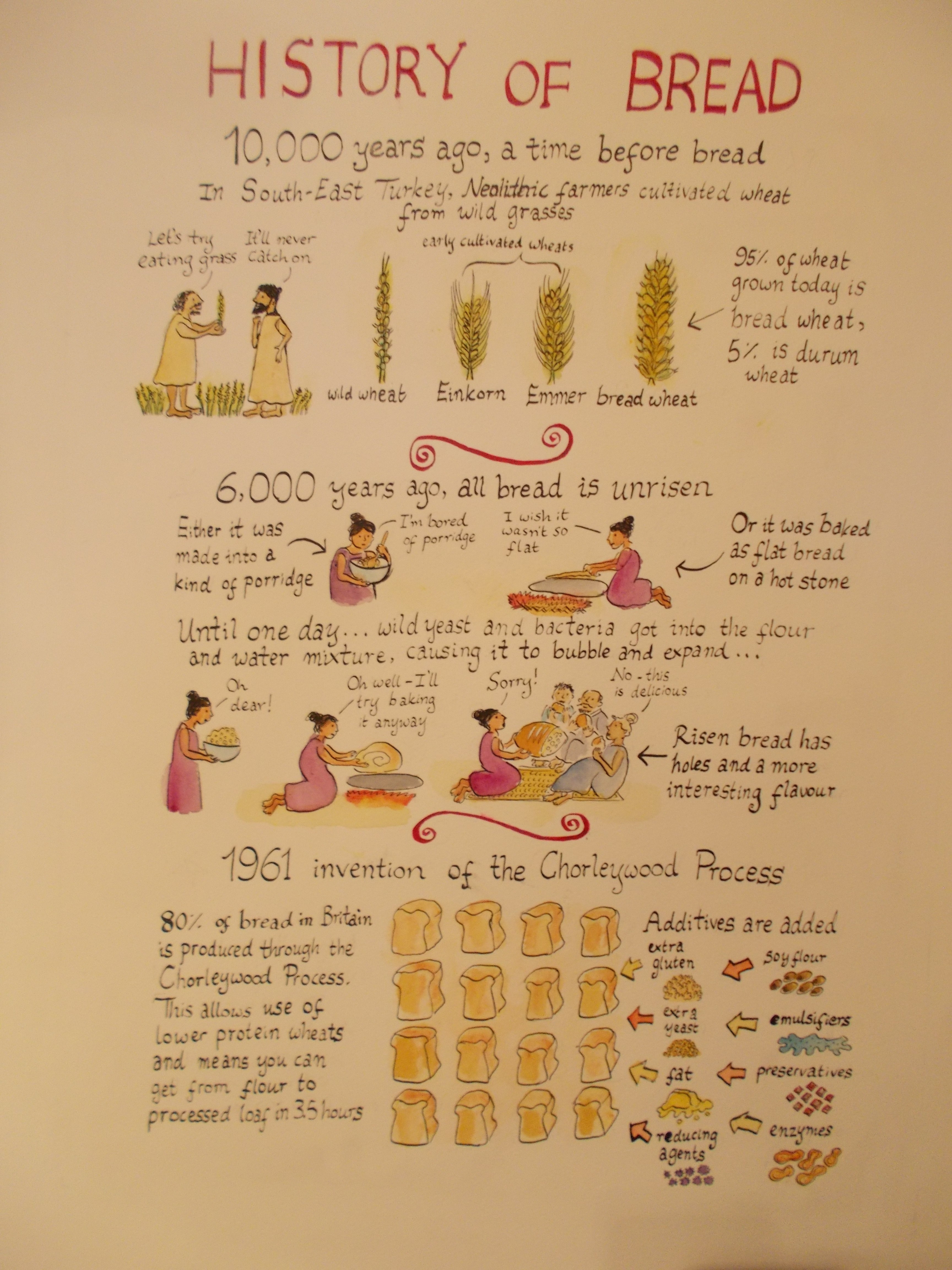 History Of Bread For Better Health Bakery Imogen s Pictures History Of Bread For Better Health Bakery Imogen s Pictures